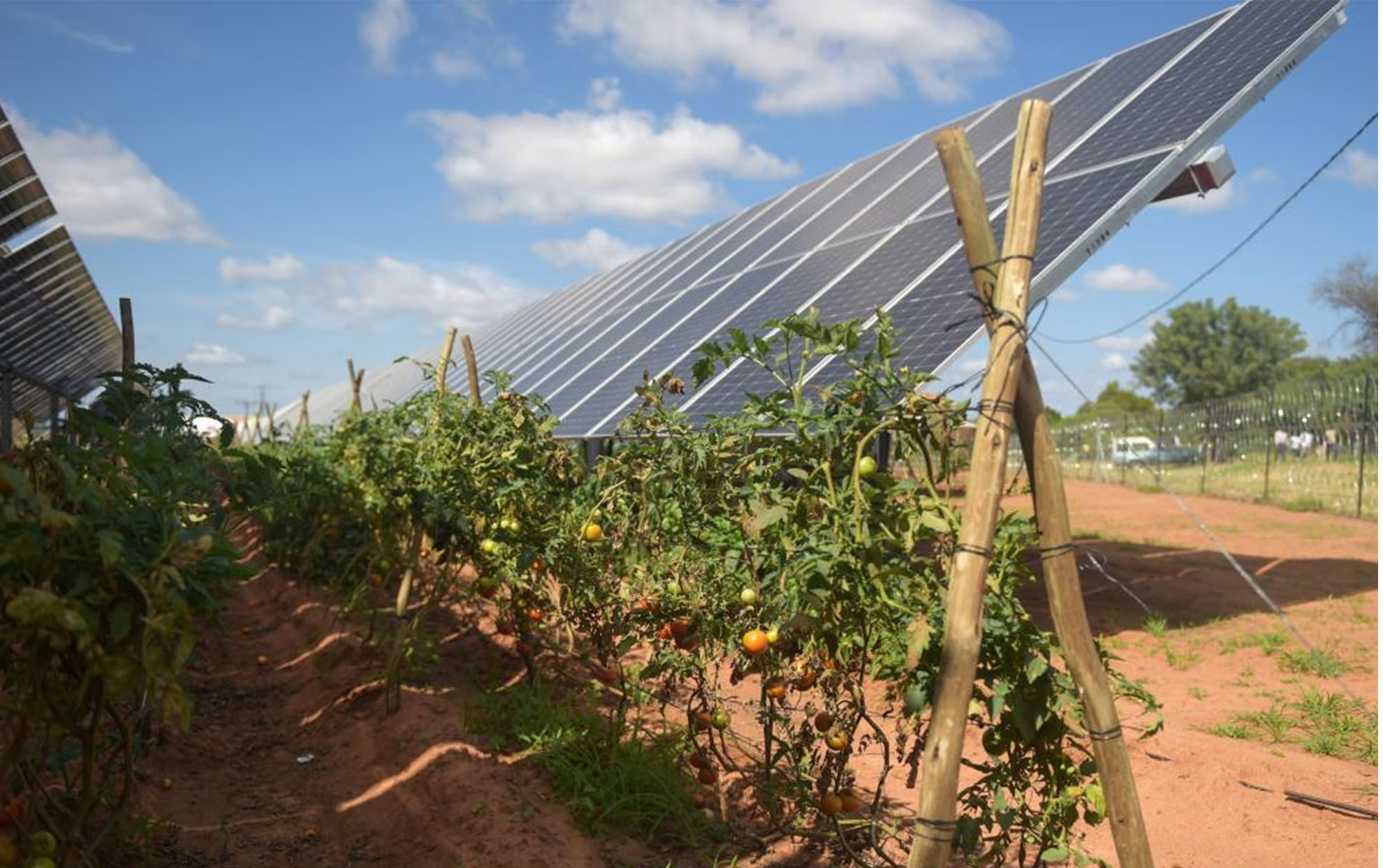 Universidade do Botswana lança primeiro projecto Agrivoltaico no país ...