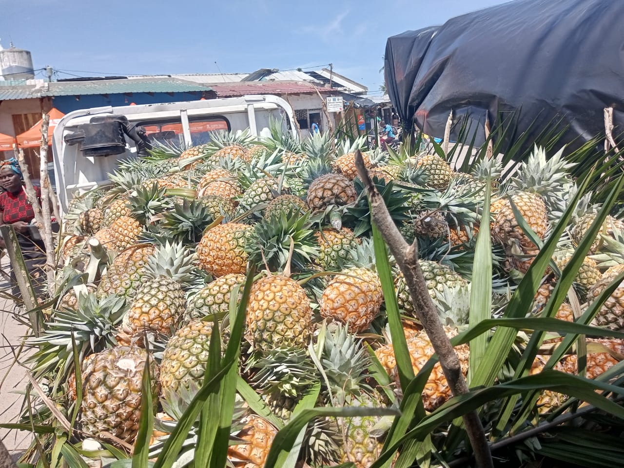 Chibuto procura investimentos para processamento de ananás – Revista Terra